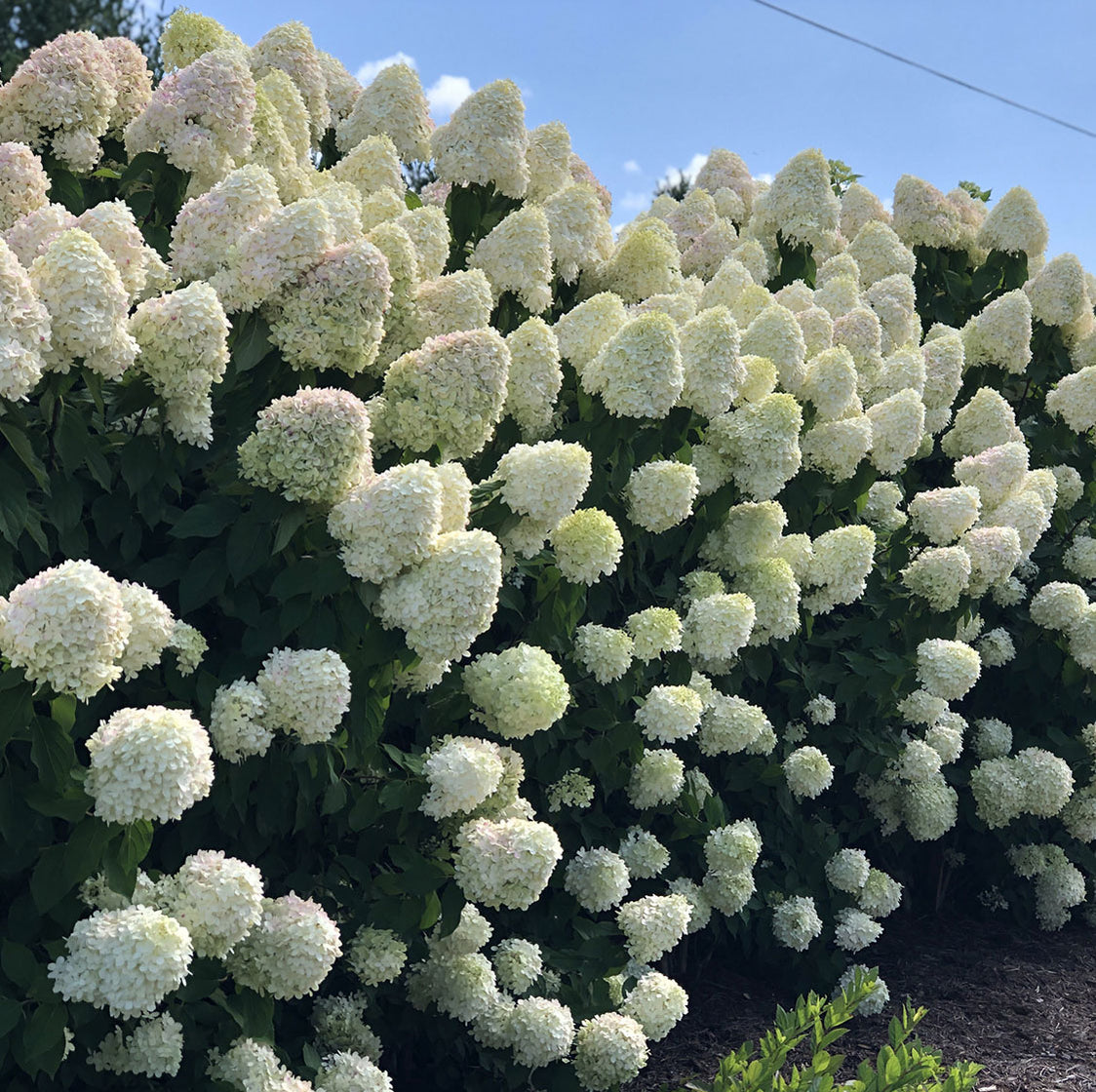 Limelight Hydrangea For Sale Online | Mainaam garden — Mainaam Garden